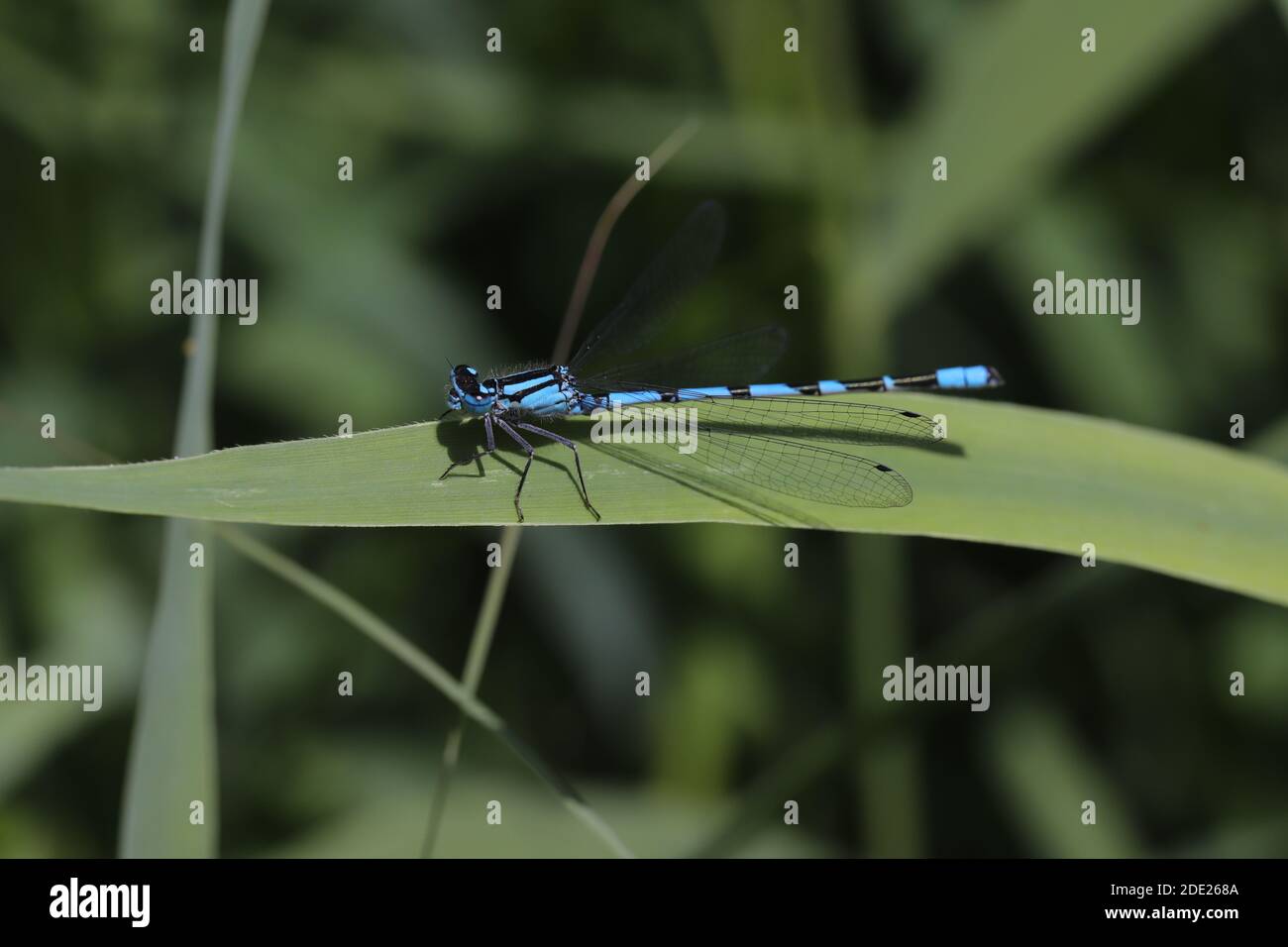 Common blue damselfly Stock Photo - Alamy