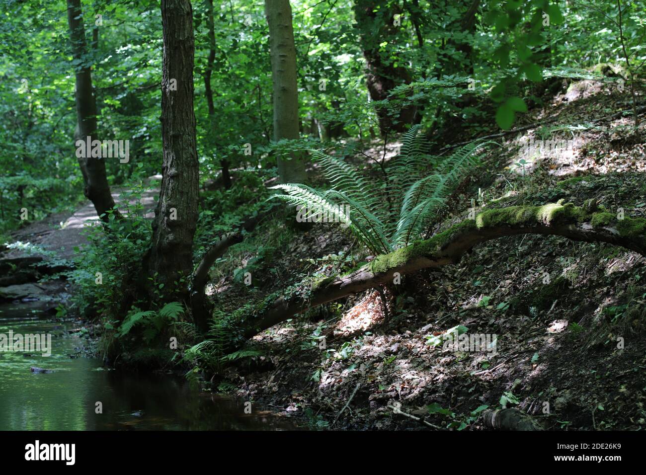 Rivelin valley waterfalls hi-res stock photography and images - Alamy