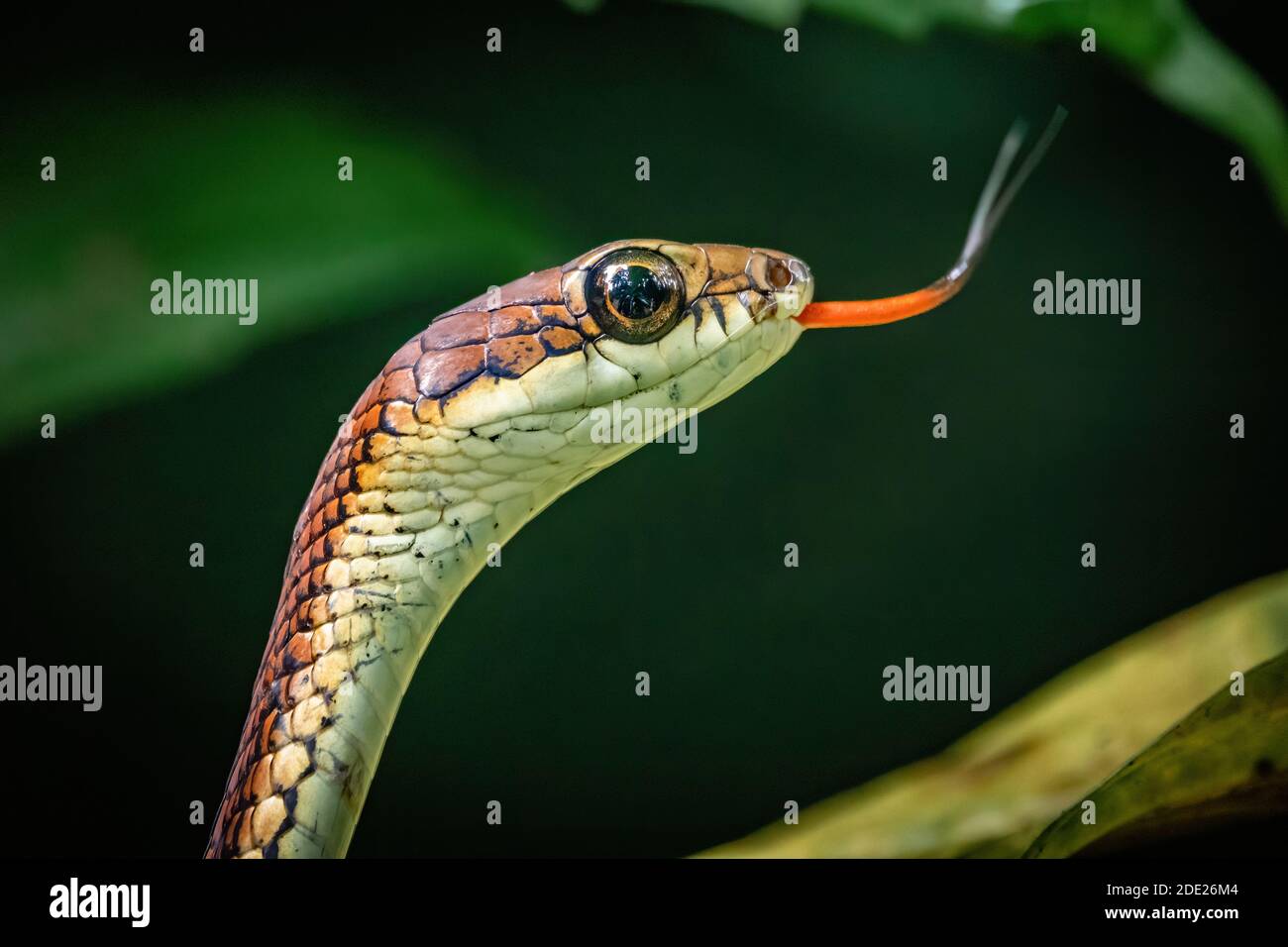 Bronzeback hi-res stock photography and images - Alamy