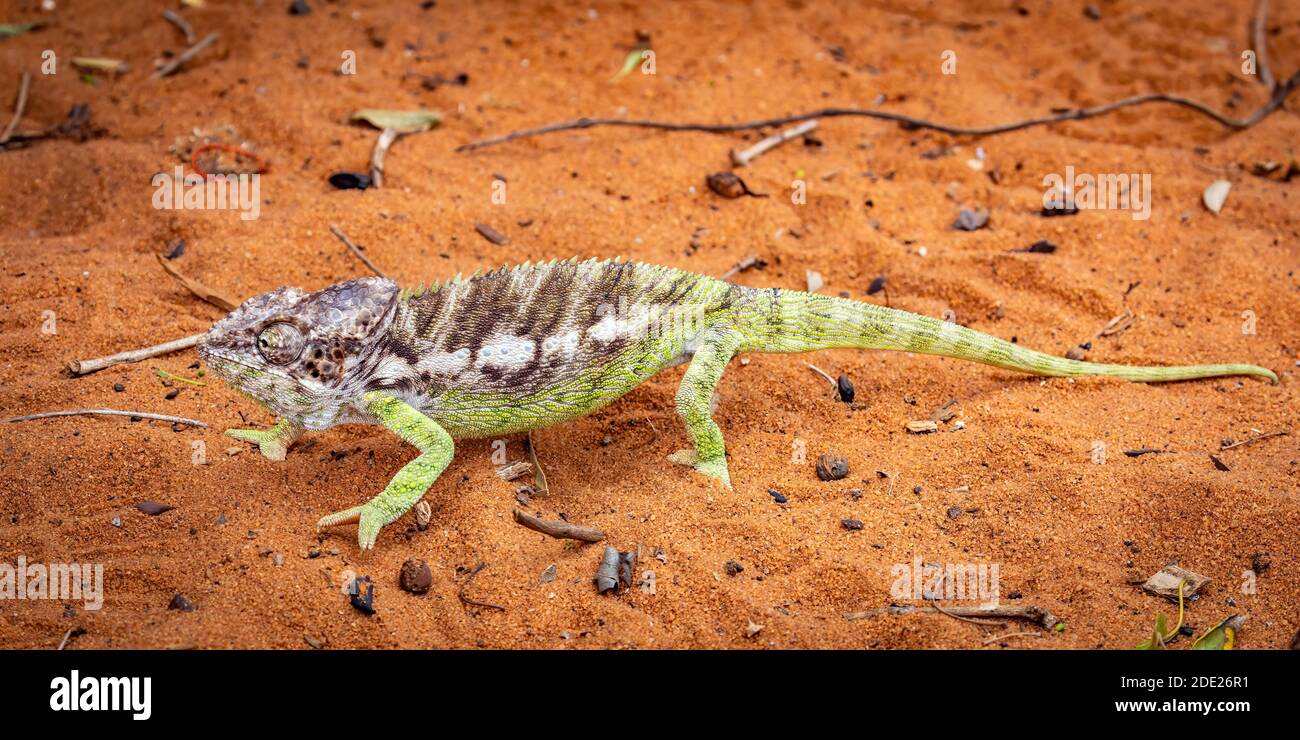 Color changing lizard Stock Photo - Alamy