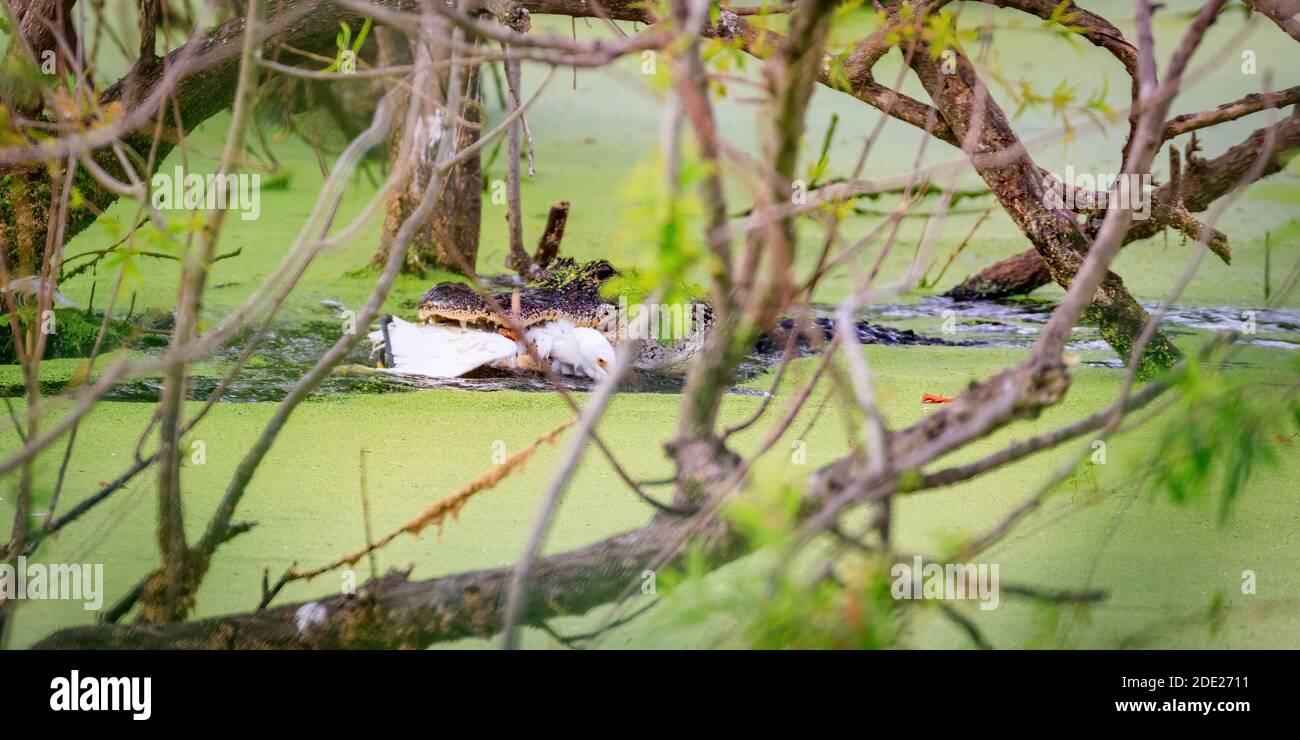 Lunch for a Florida gator Stock Photo - Alamy