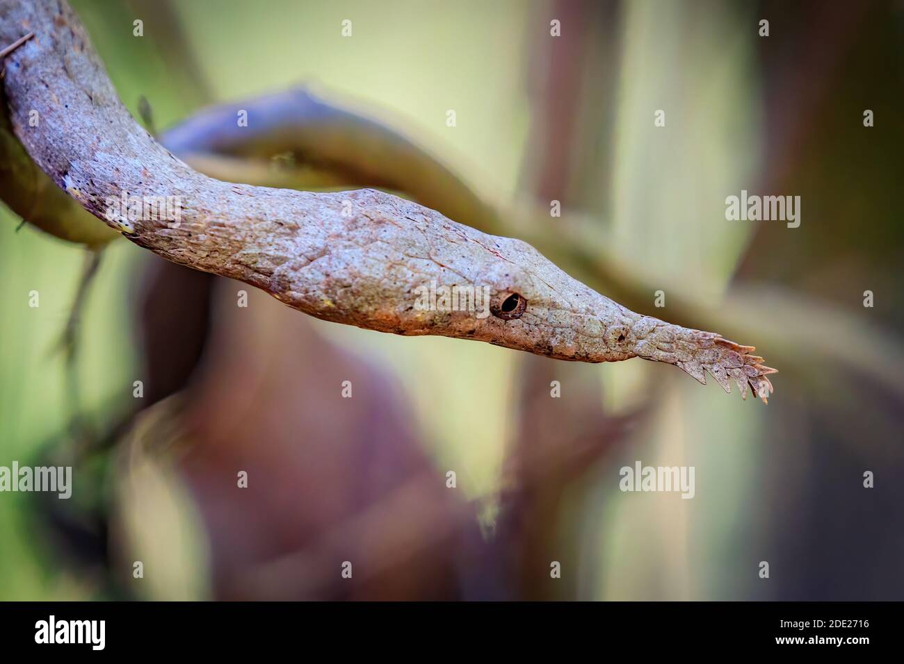 Leaf-nosed snake close-up Stock Photo - Alamy