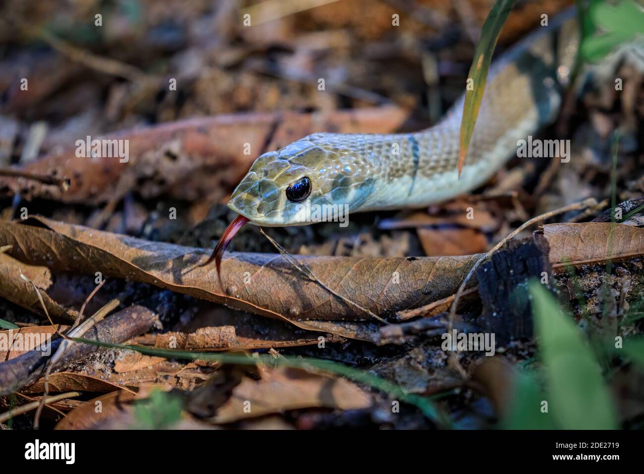 Hog nosed snake hi-res stock photography and images - Alamy