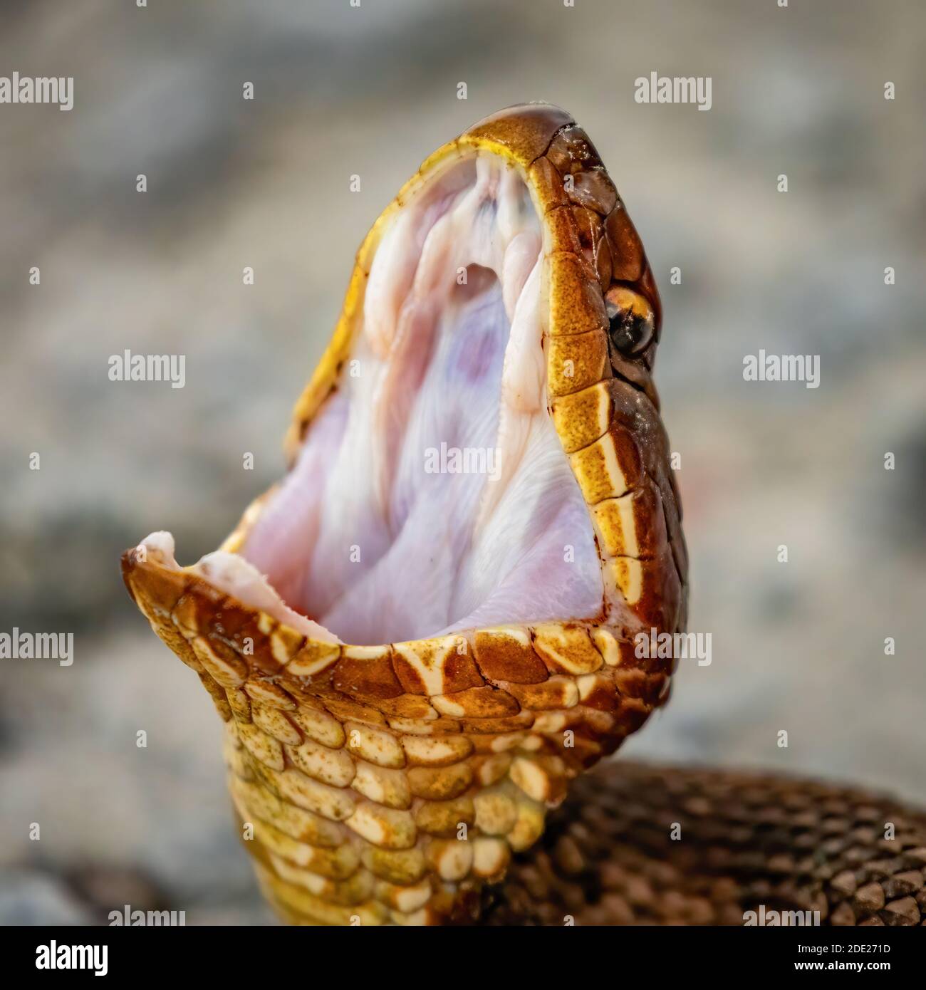 Copperhead ready to bite Stock Photo - Alamy