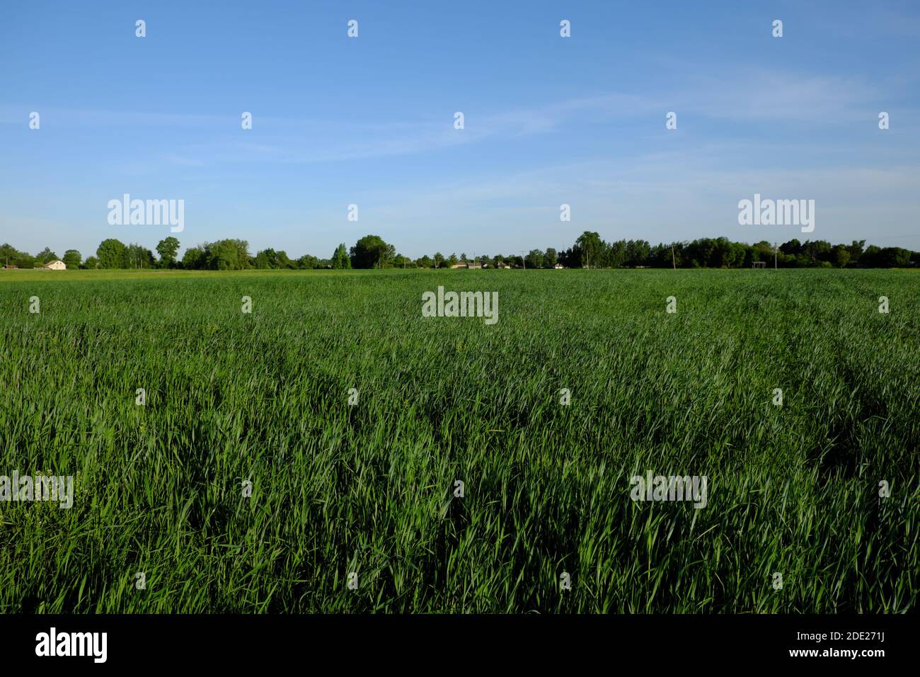 Dense grasses hi-res stock photography and images - Alamy