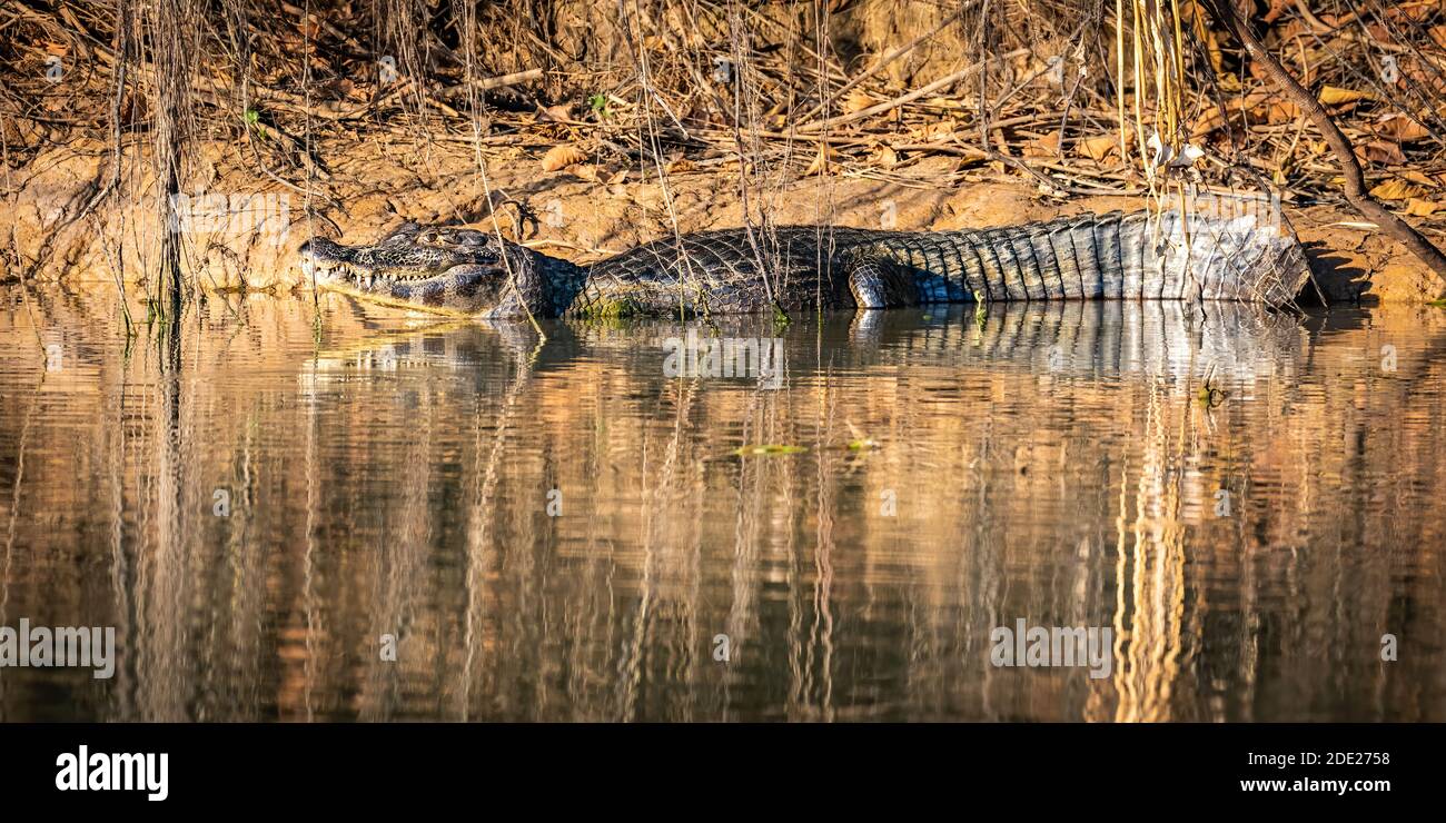 Caiman basking on Pantanal river bank Stock Photo - Alamy