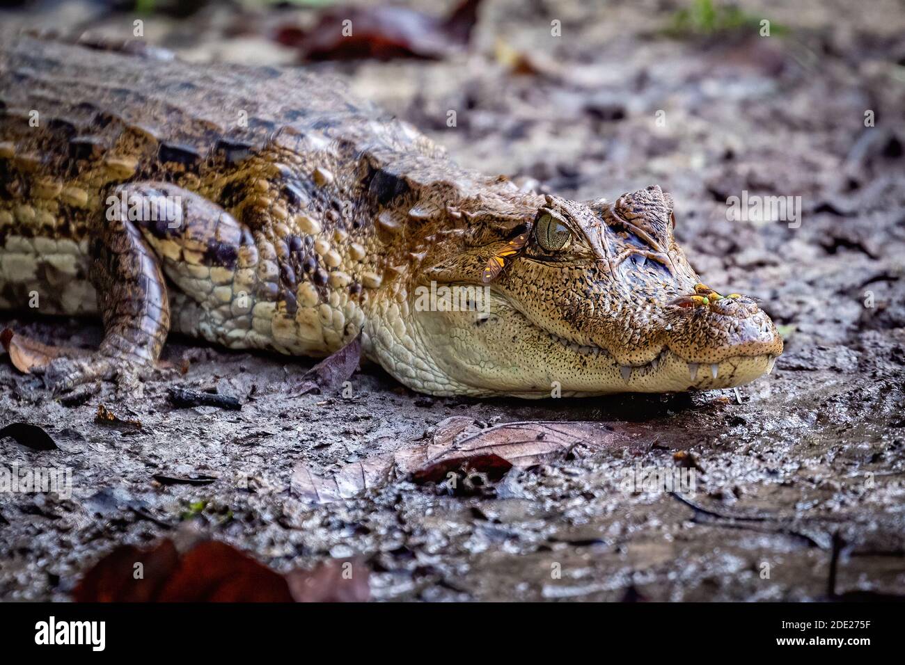 Insect friends on caiman Stock Photo - Alamy