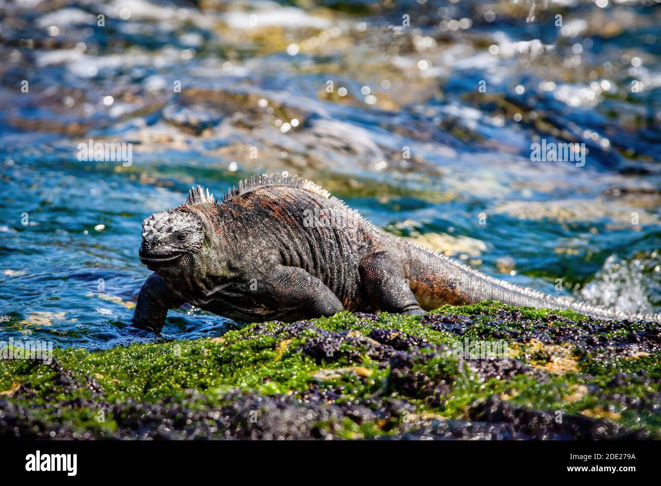 Marine iguana eating algae hi-res stock photography and images - Alamy
