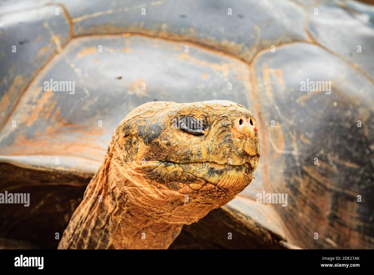 Santa Cruz Island tortoise Stock Photo - Alamy