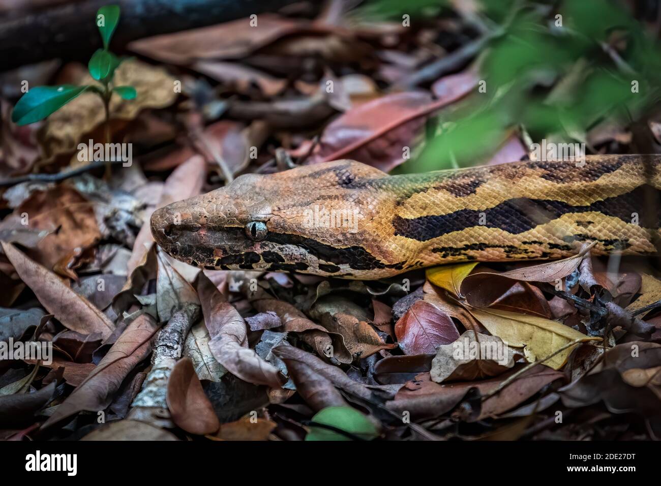 A Madagascar boa Stock Photo - Alamy