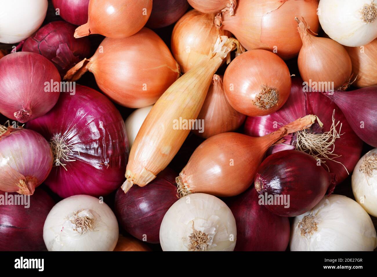 Colorful onions hi-res stock photography and images - Alamy