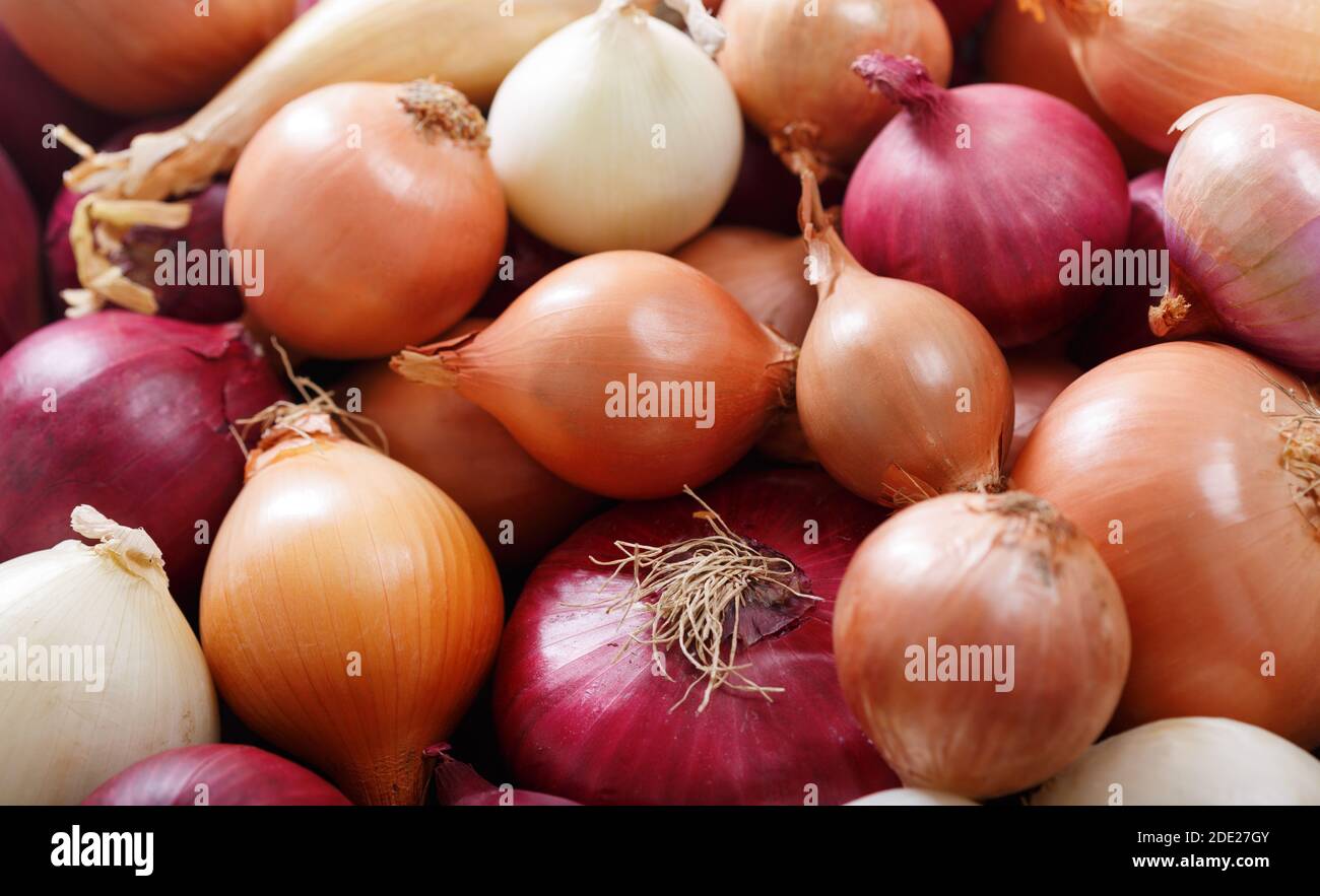 Colorful onions hi-res stock photography and images - Alamy