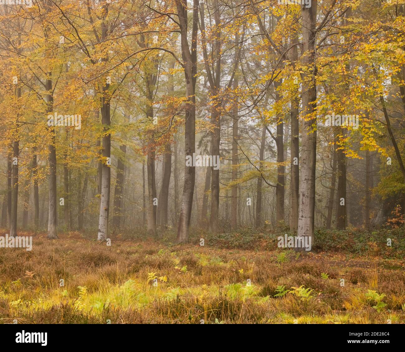 Prachtige herstkleuren in het Bos van de Palingbeek te Ieper.Beautiful ...