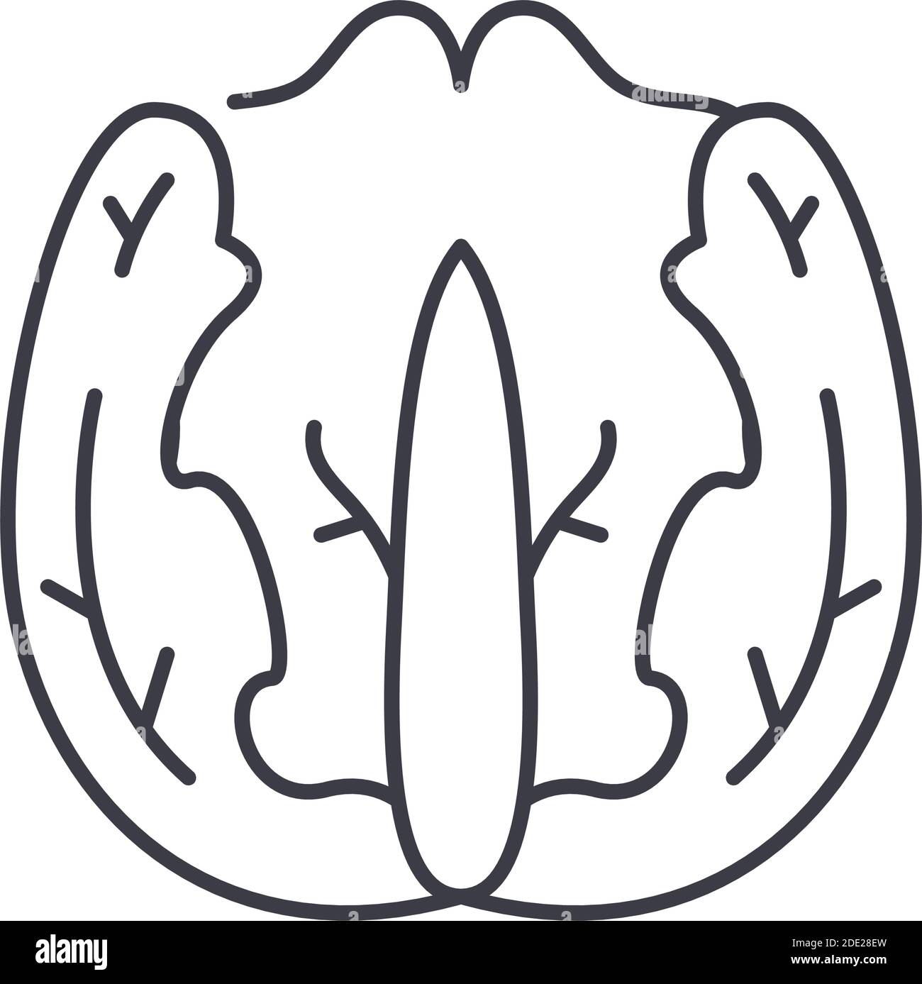 Fresh chinese cabbage icon, linear isolated illustration, thin line ...