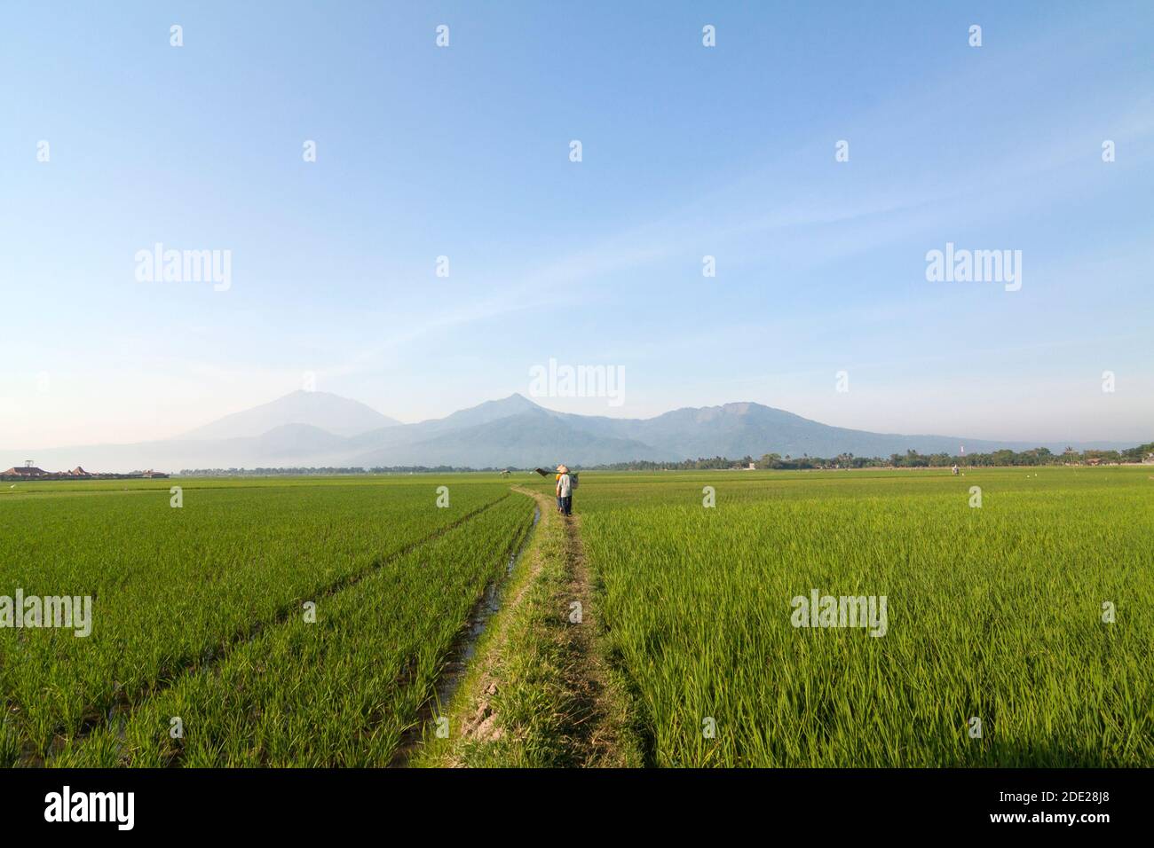 Rice fields in Salatiga, Central Java Stock Photo - Alamy