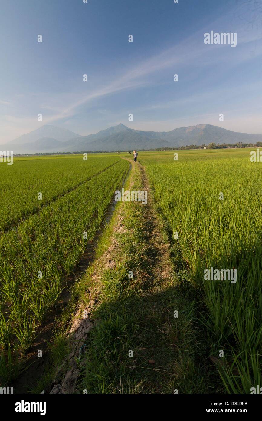 Paddy field of central java hi-res stock photography and images - Alamy