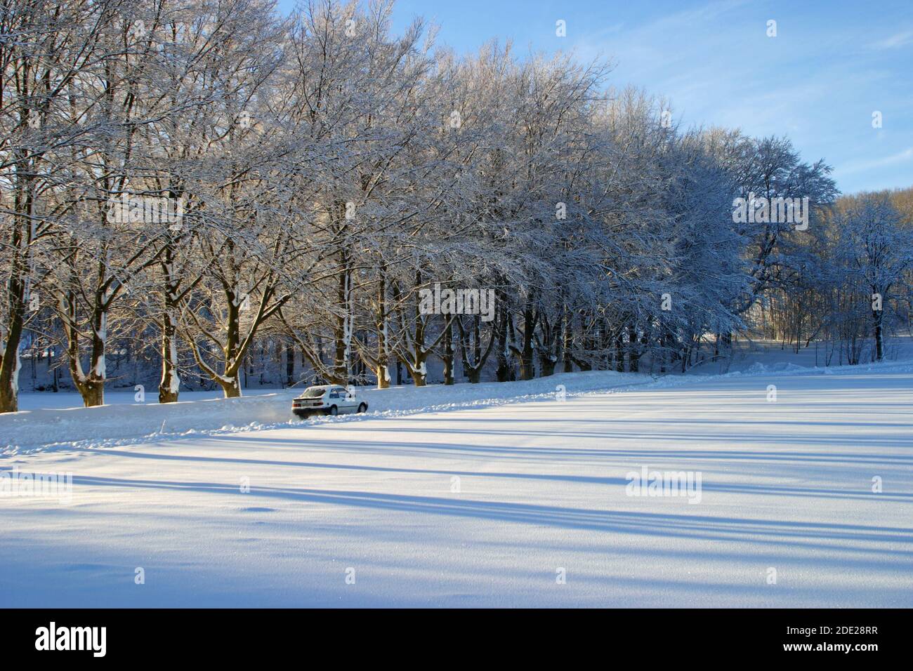 Tree line at winter field Stock Photo - Alamy