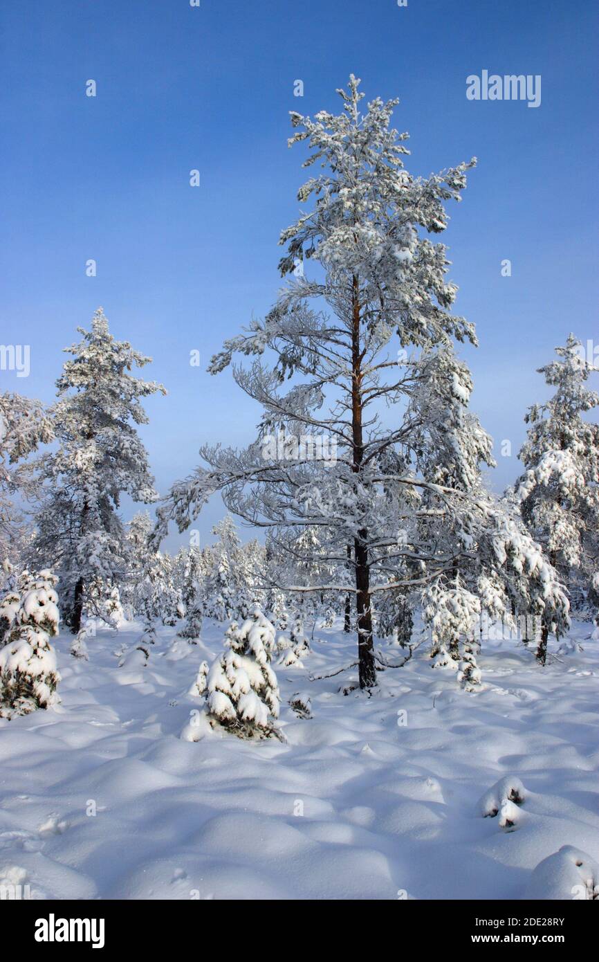 Bog body hi-res stock photography and images - Alamy