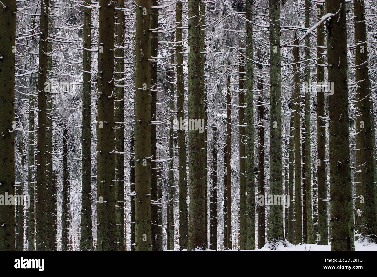 Spruce branches background forestry hi-res stock photography and images ...
