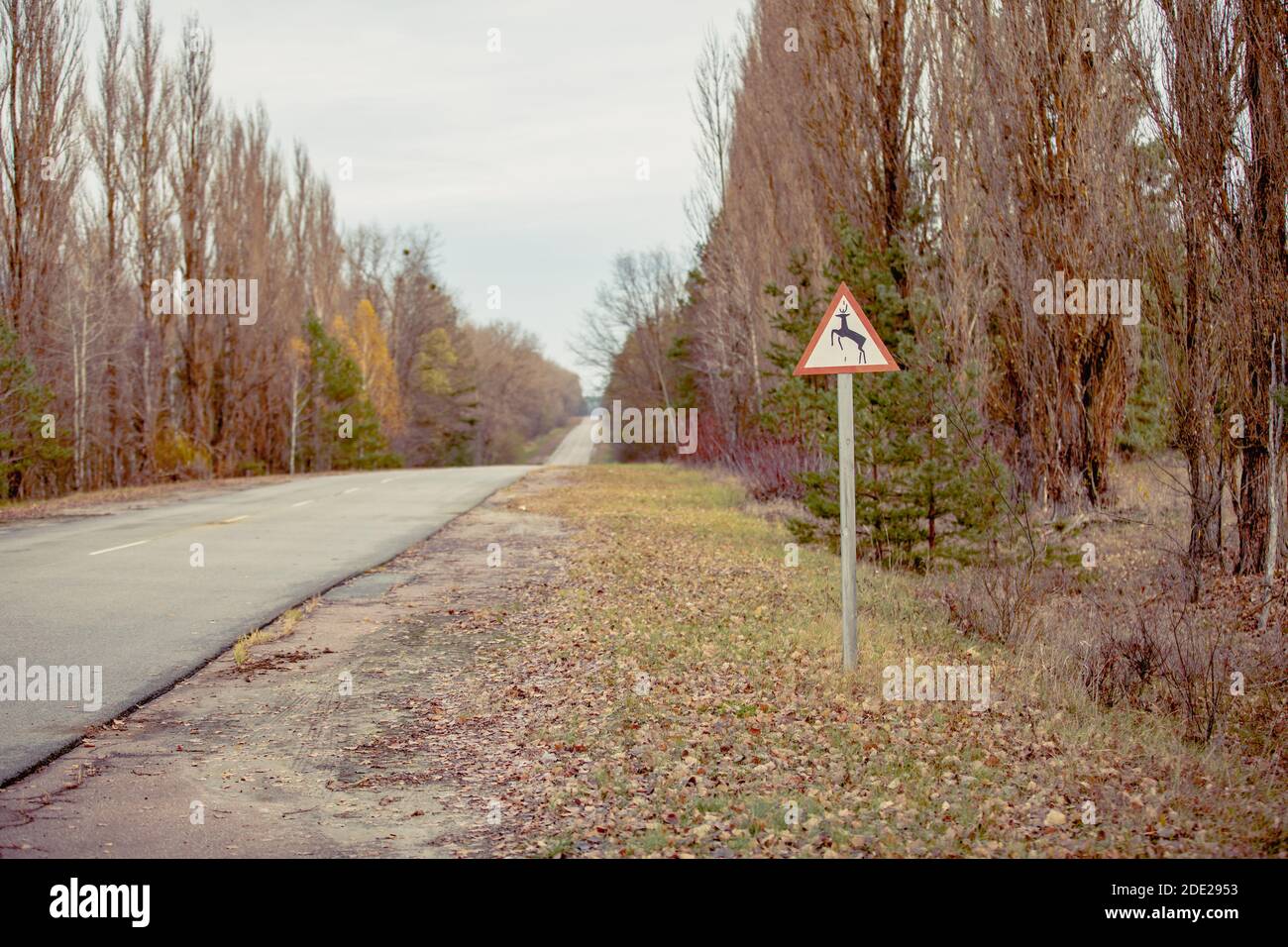 Warning sign when urban road enters forest. Roadsign is in fall colors ...