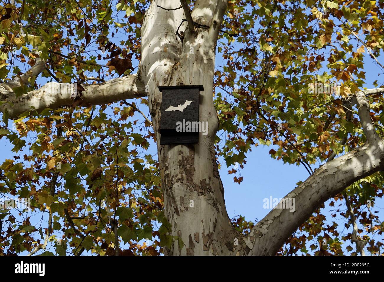 A low angle shot of a tree in the park with a bat house Stock Photo - Alamy