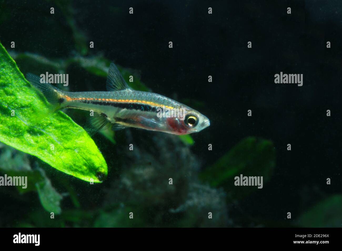 Least Rasbora, Rasbora urophthalmoides is a small fish Stock Photo - Alamy