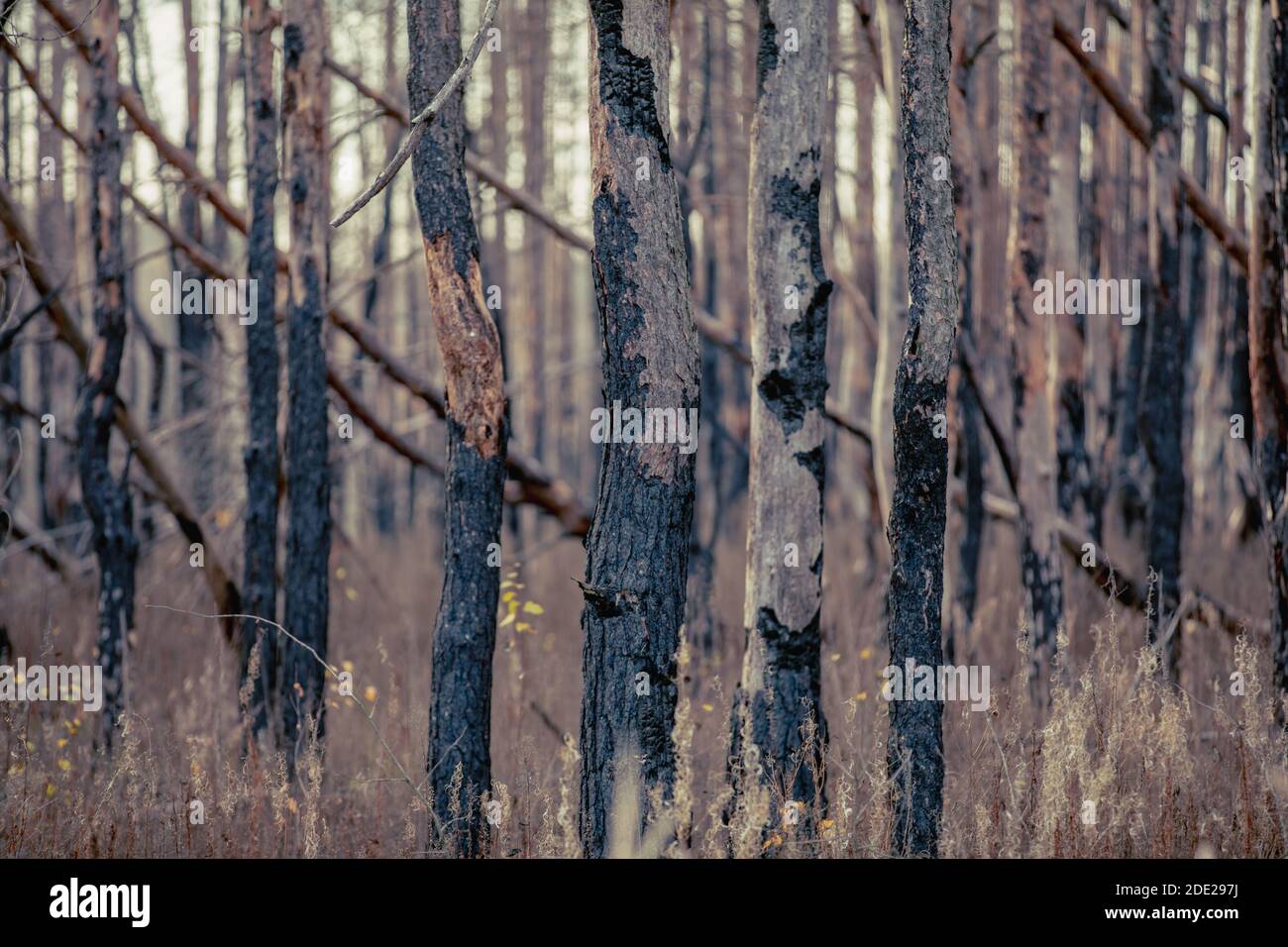 mysterious trees adored by radiation. red forest. Pripyat city in ...
