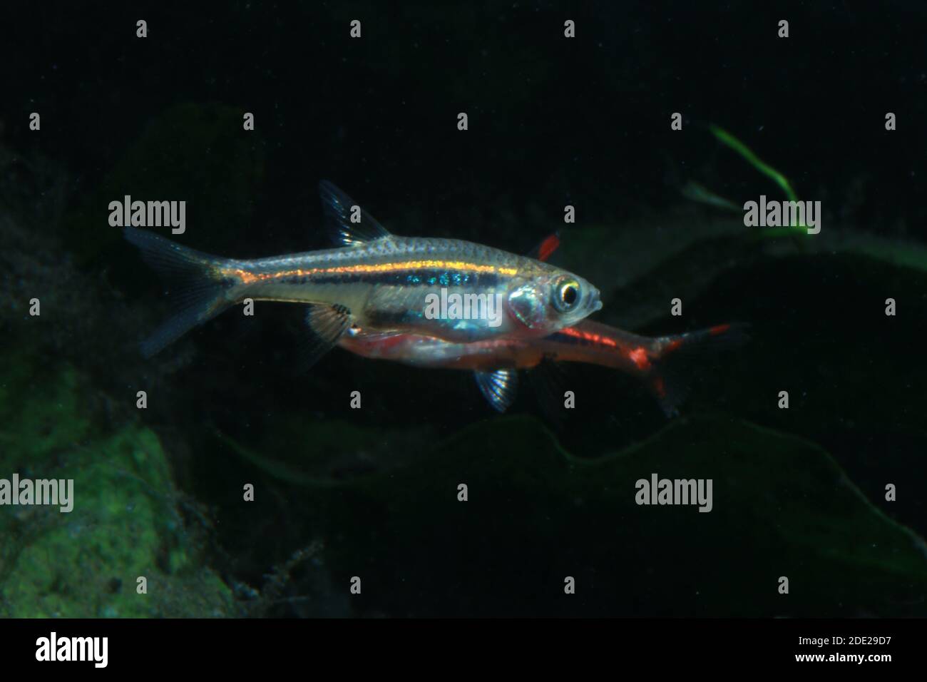 Least Rasbora, Rasbora urophthalmoides is a small fish Stock Photo - Alamy