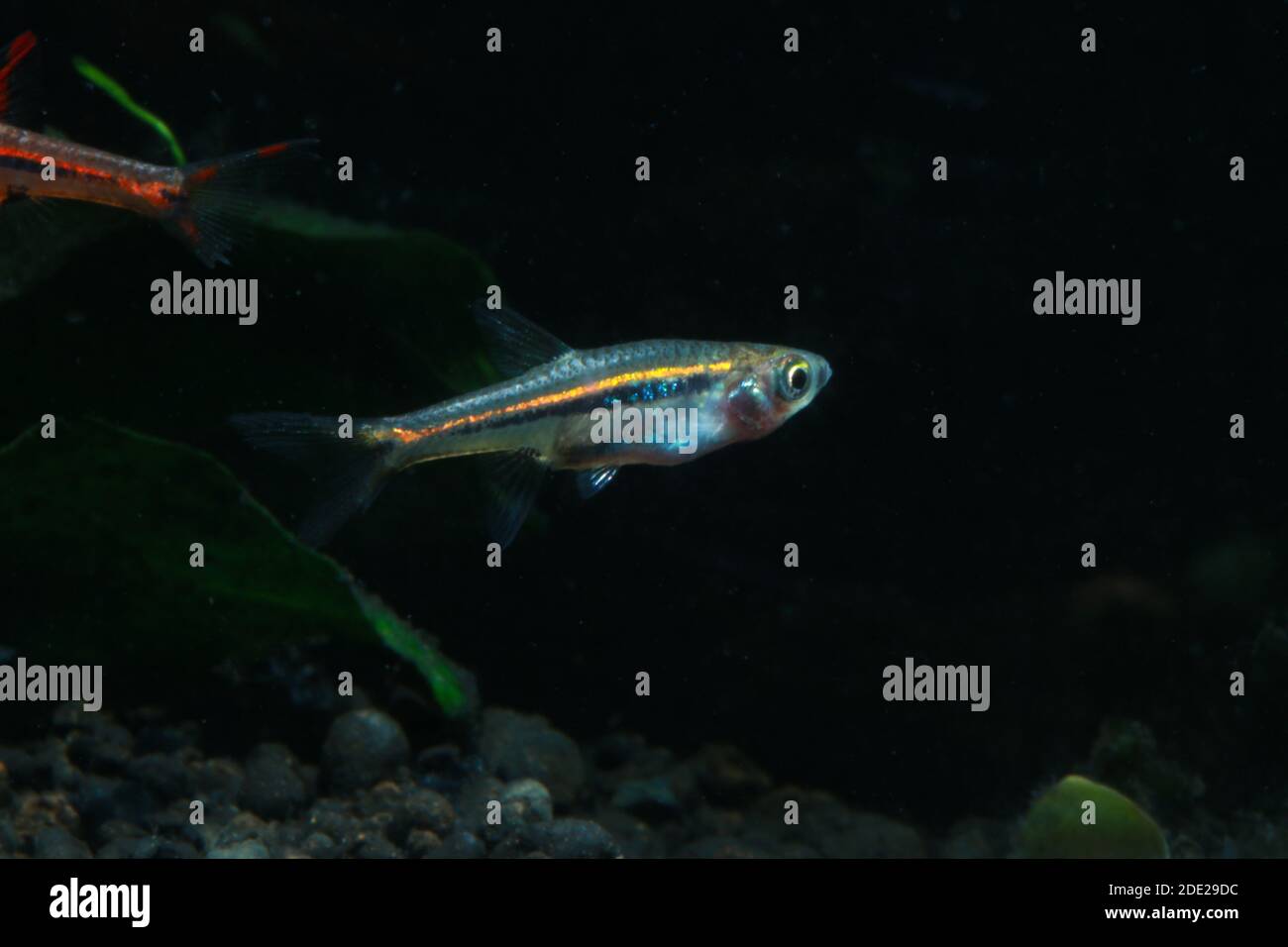Least Rasbora, Rasbora urophthalmoides is a small fish Stock Photo - Alamy