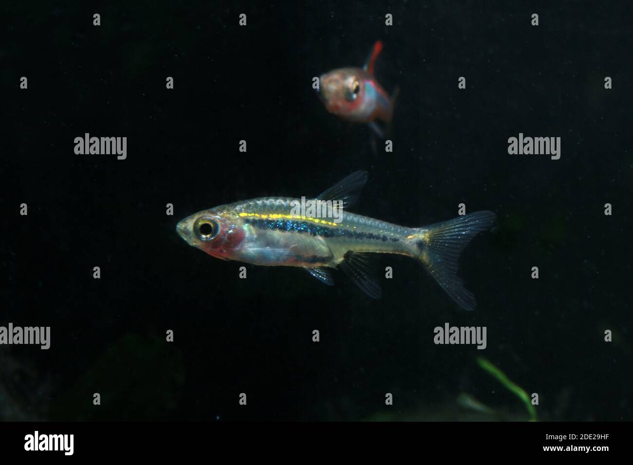 Least Rasbora, Rasbora urophthalmoides is a small fish Stock Photo - Alamy