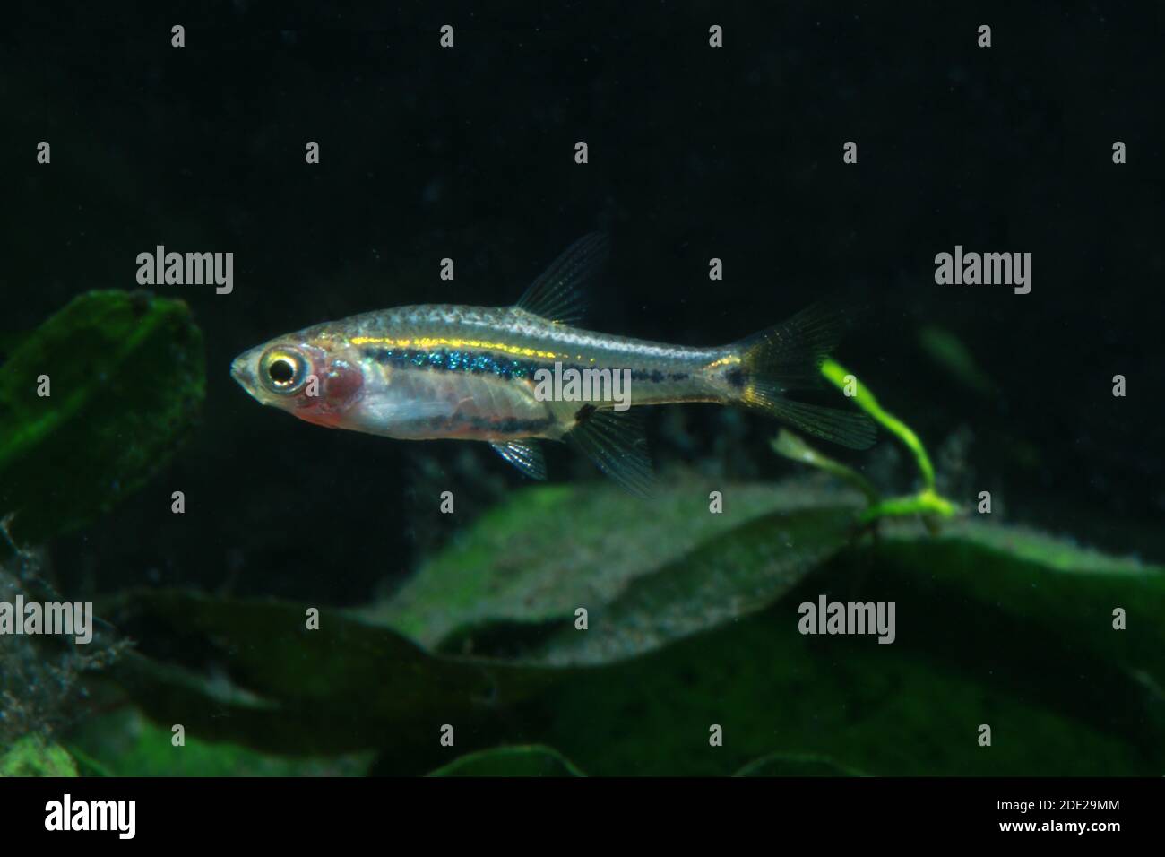Least Rasbora, Rasbora urophthalmoides is a small fish Stock Photo - Alamy