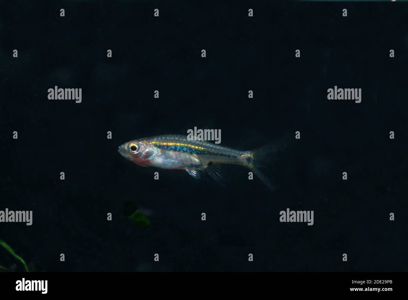 Least Rasbora, Rasbora urophthalmoides is a small fish Stock Photo - Alamy