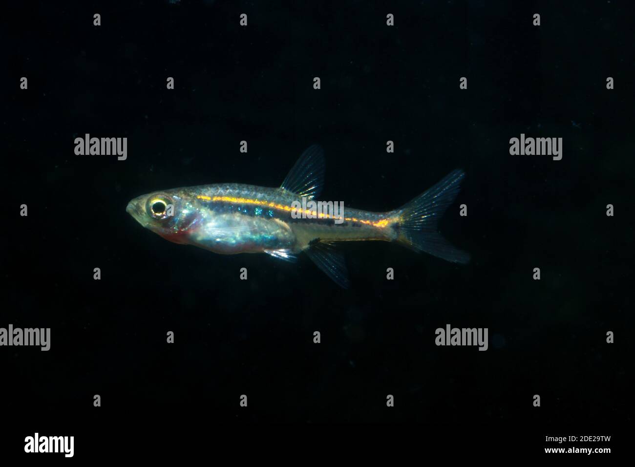 Least Rasbora, Rasbora urophthalmoides is a small fish Stock Photo - Alamy