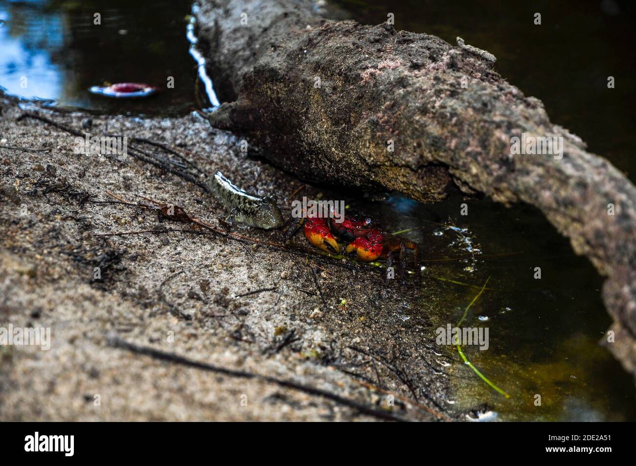 Neosarmatium hi-res stock photography and images - Alamy