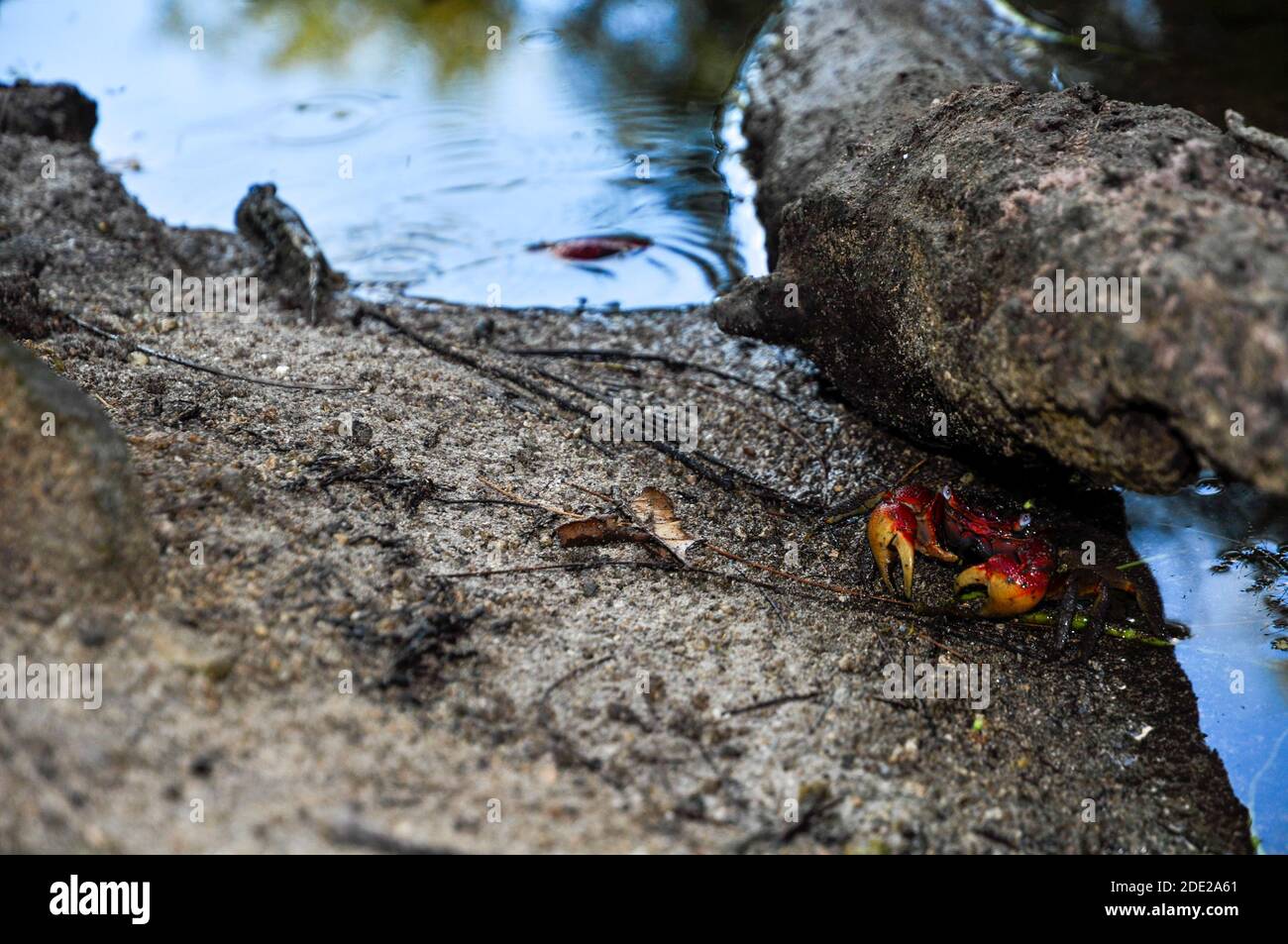 Neosarmatium meinerti red and yellow crab under a rock in the wetland ...