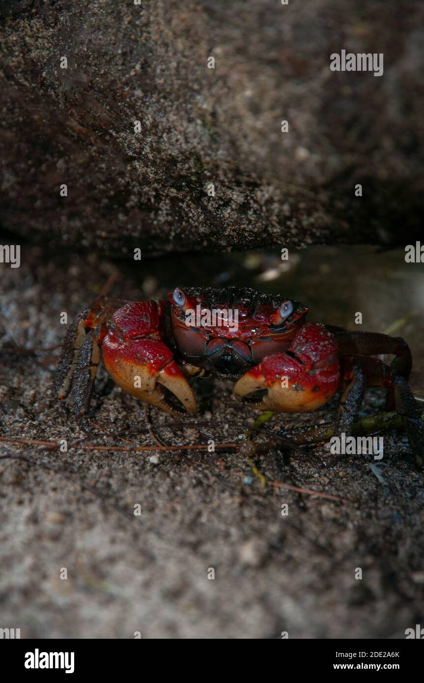 Crab in nest hi-res stock photography and images - Alamy