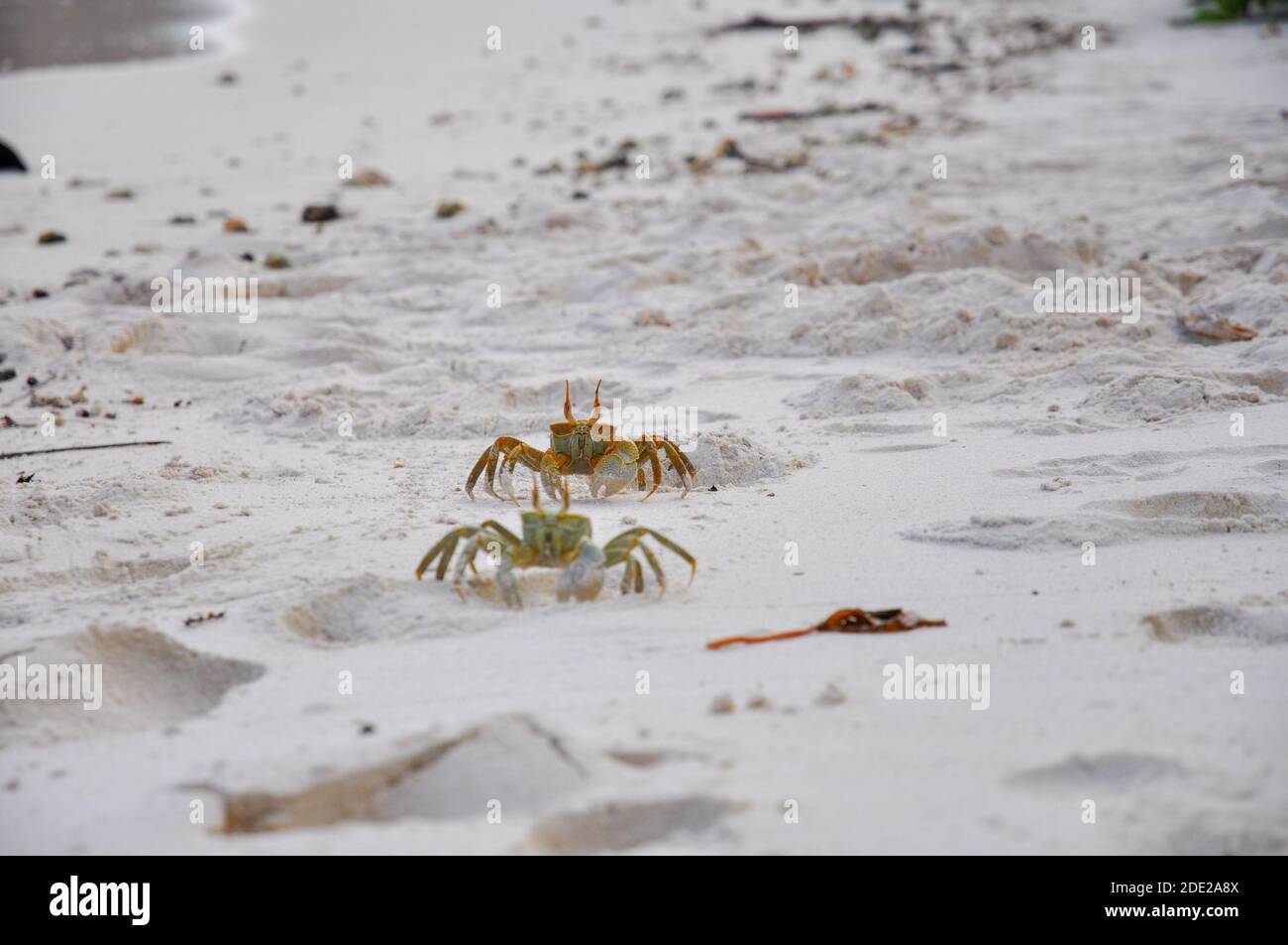 Horned Ghost Crabs on the beach. Seychelles islands Stock Photo - Alamy