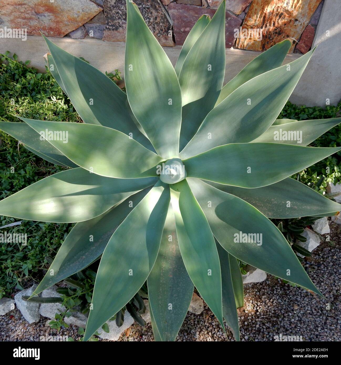 Green rosette leaves hi-res stock photography and images - Alamy