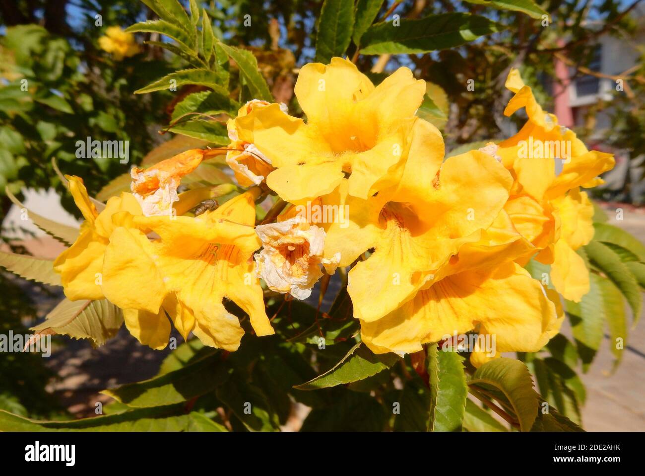 Tecoma stans flowers in an African garden Stock Photo - Alamy