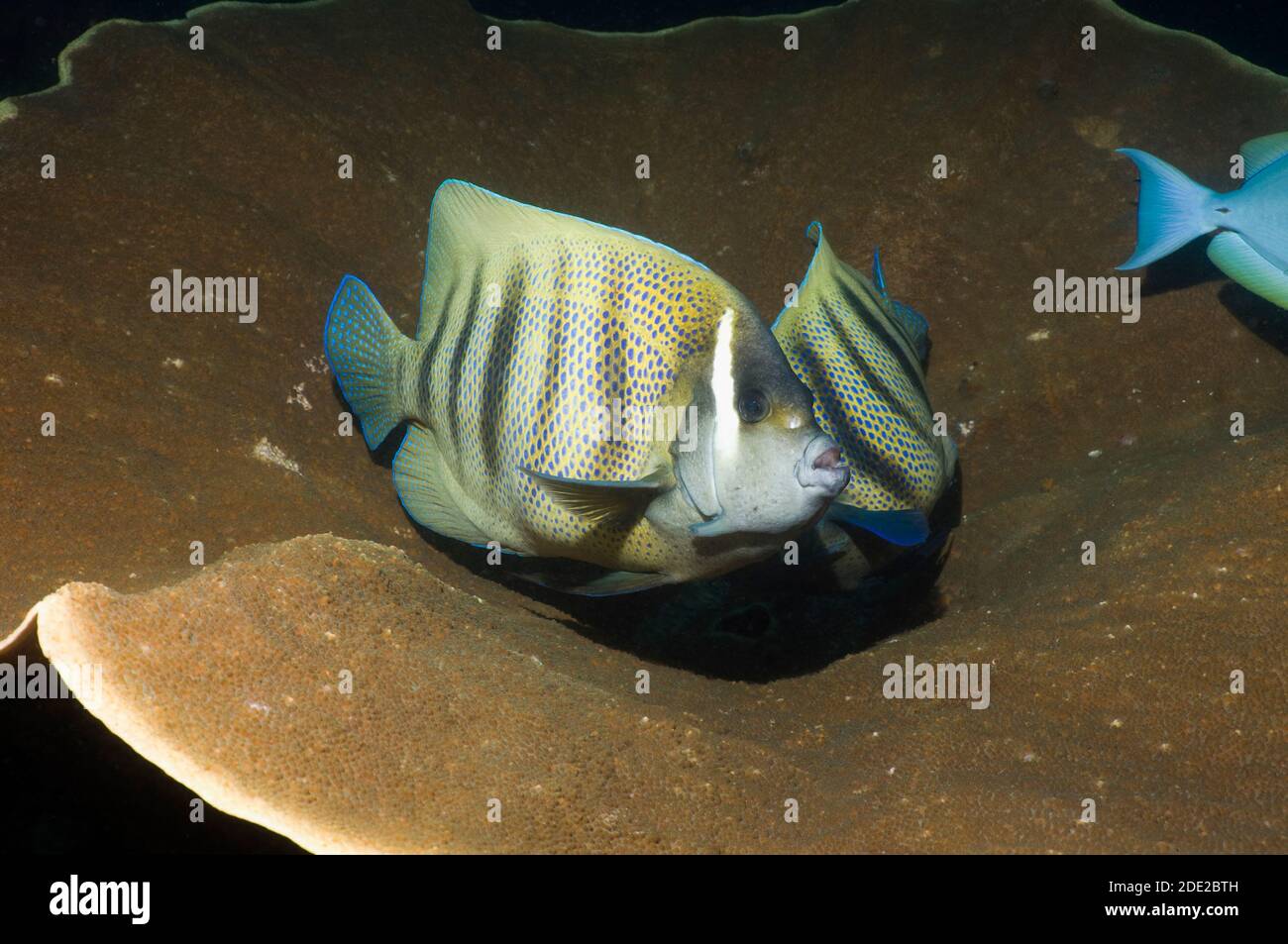 Six barred wrasse hi-res stock photography and images - Alamy