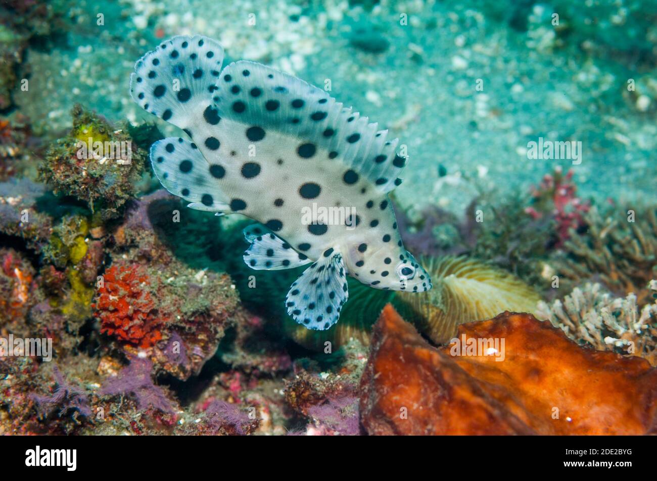 Barramundi cod [Chromileptes altivelis]. Lembeh Strait, North Sulawesi ...
