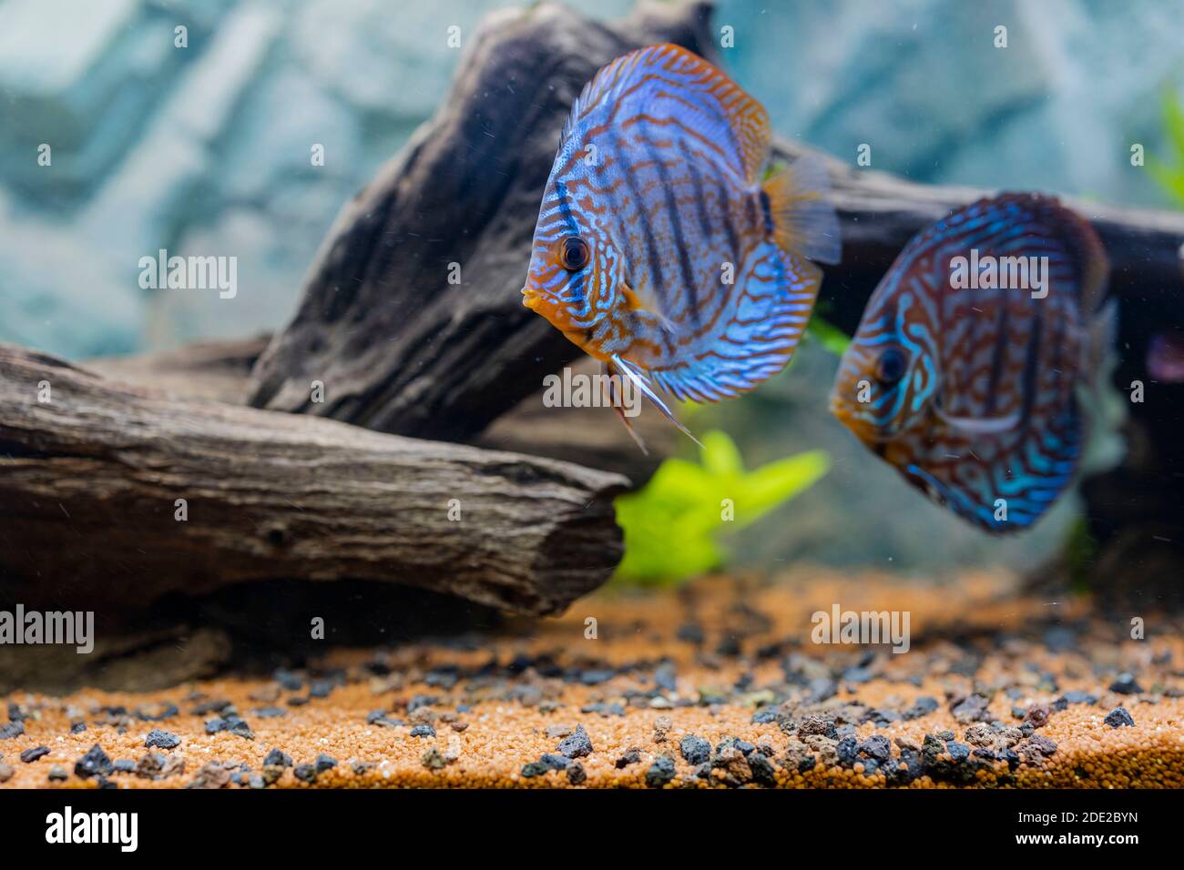 Close up view of gorgeous tiger turks discus aquarium fish. Hobby ...