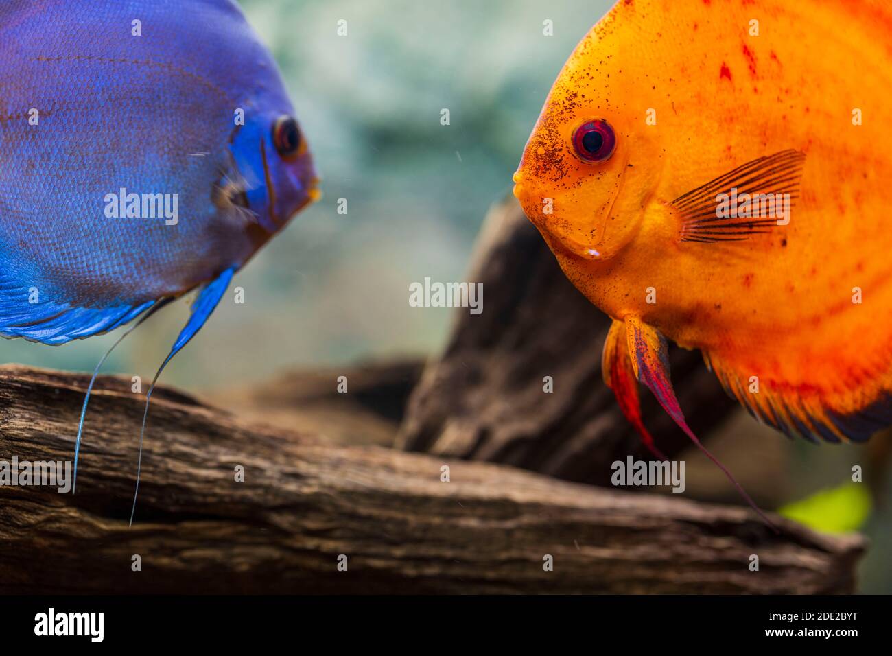 Close up view of gorgeous red melon discus aquarium fish. Hobby concept ...