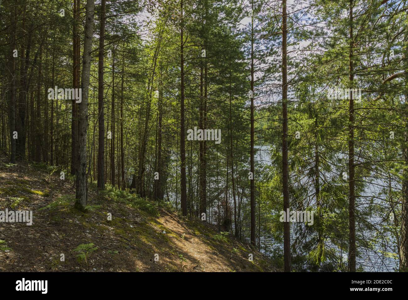 Beautiful landscape view of lake through pine trees. Lake shore with ...