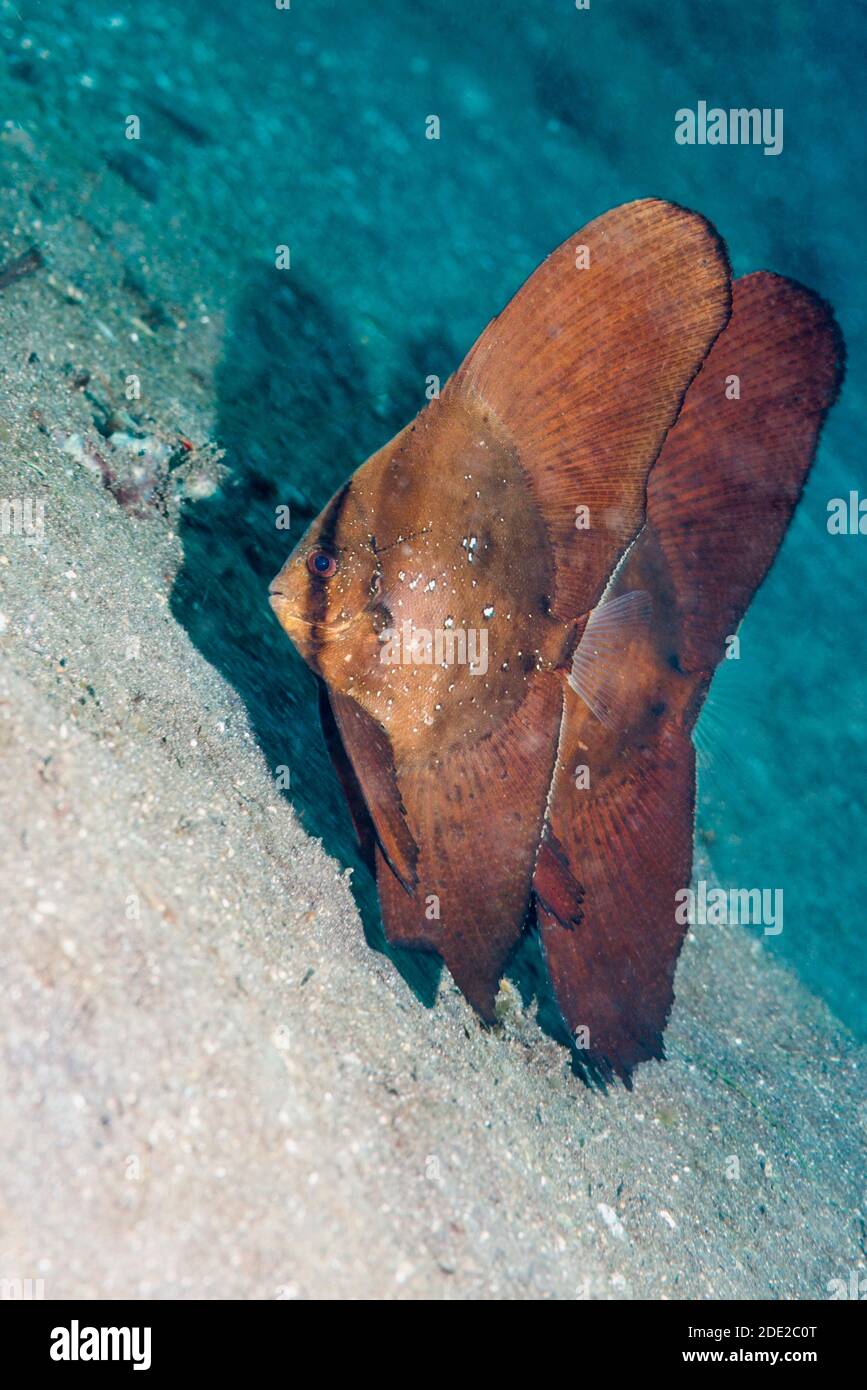 Circular batfish hi-res stock photography and images - Alamy