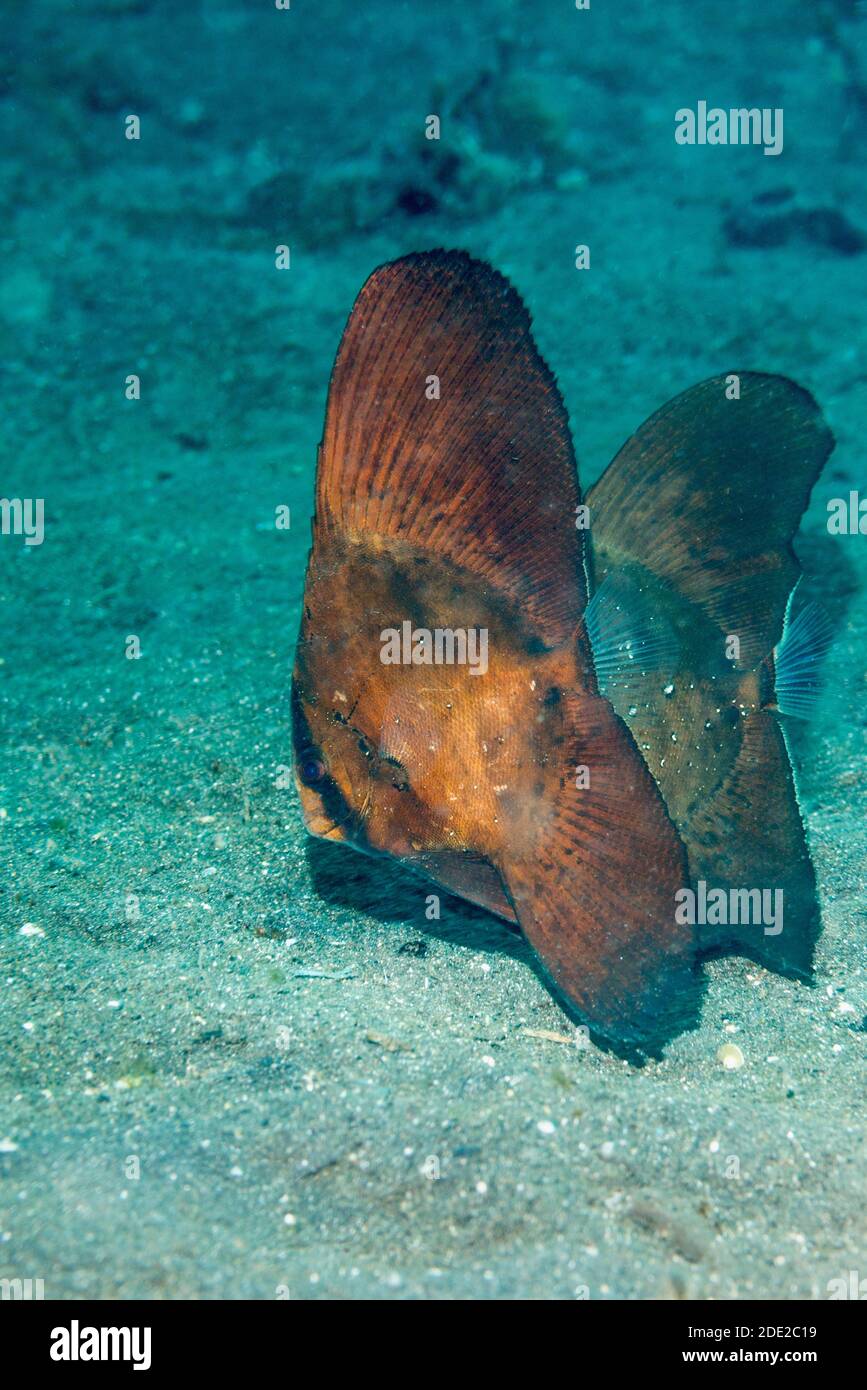 The north circular and the south circular hi-res stock photography and ...