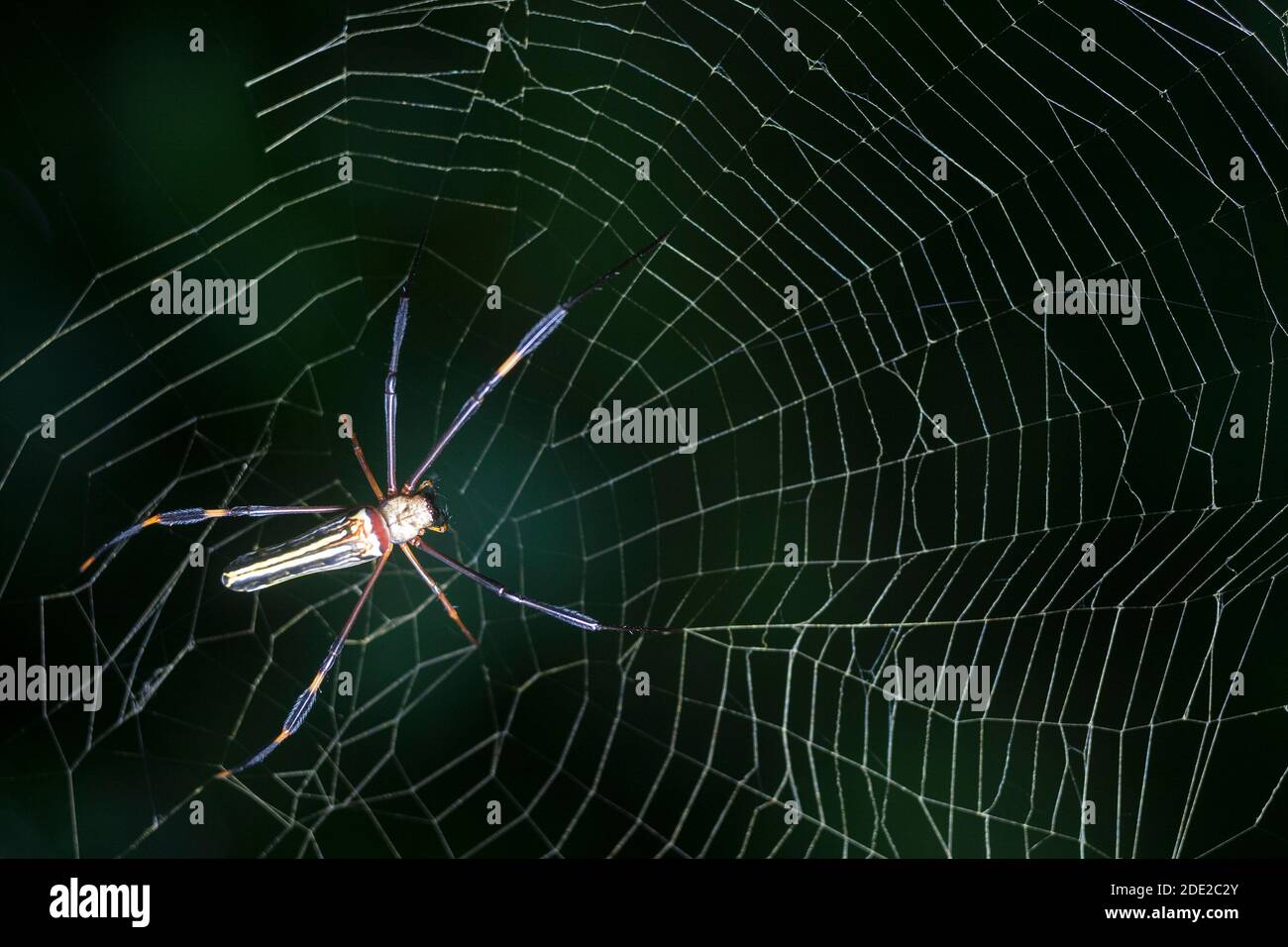 Animal spider macro shot hi-res stock photography and images - Alamy