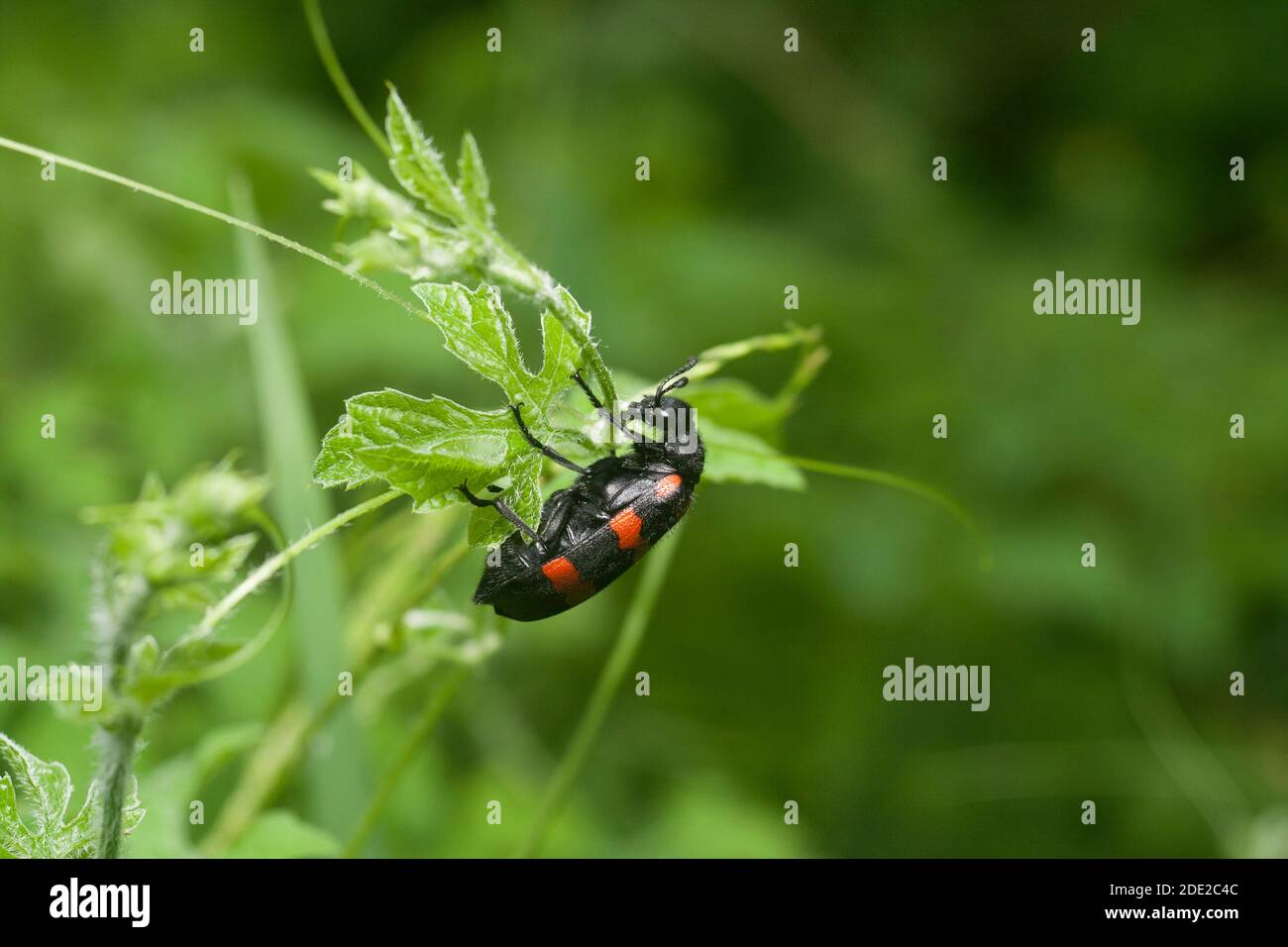 Macro shot collection wild hi-res stock photography and images - Alamy