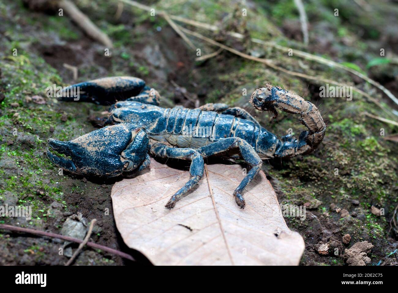 Poisonous scorpion, venomous gland on its tail, 2 large claws on both ...