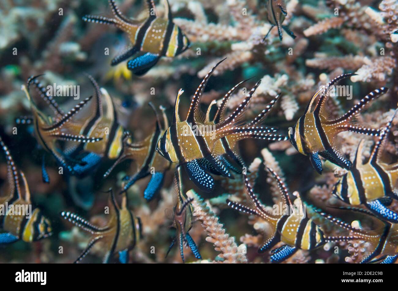 Longfin cardinalfish hi-res stock photography and images - Alamy